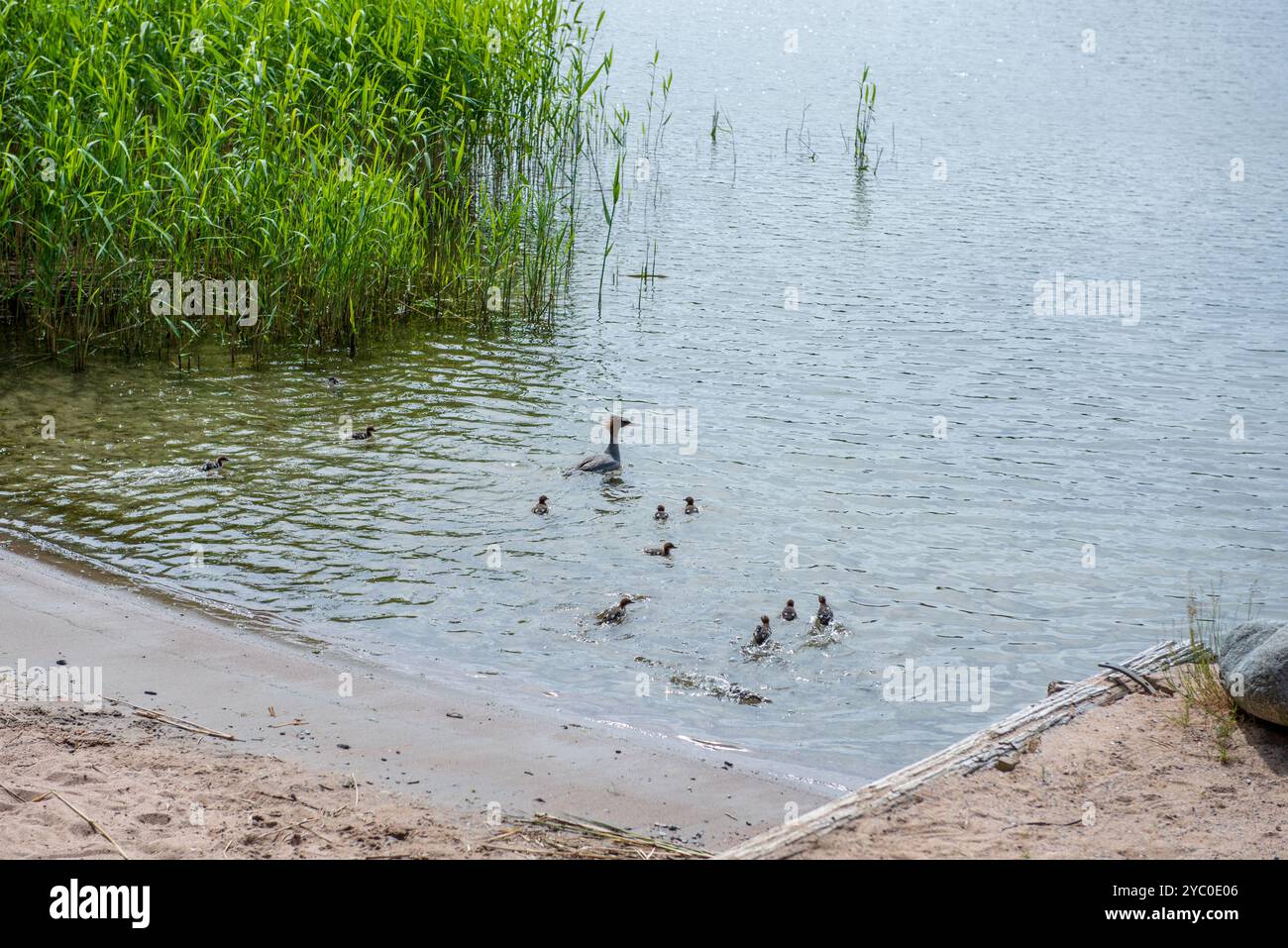 A flock of ducks swims in a water Stock Photo - Alamy