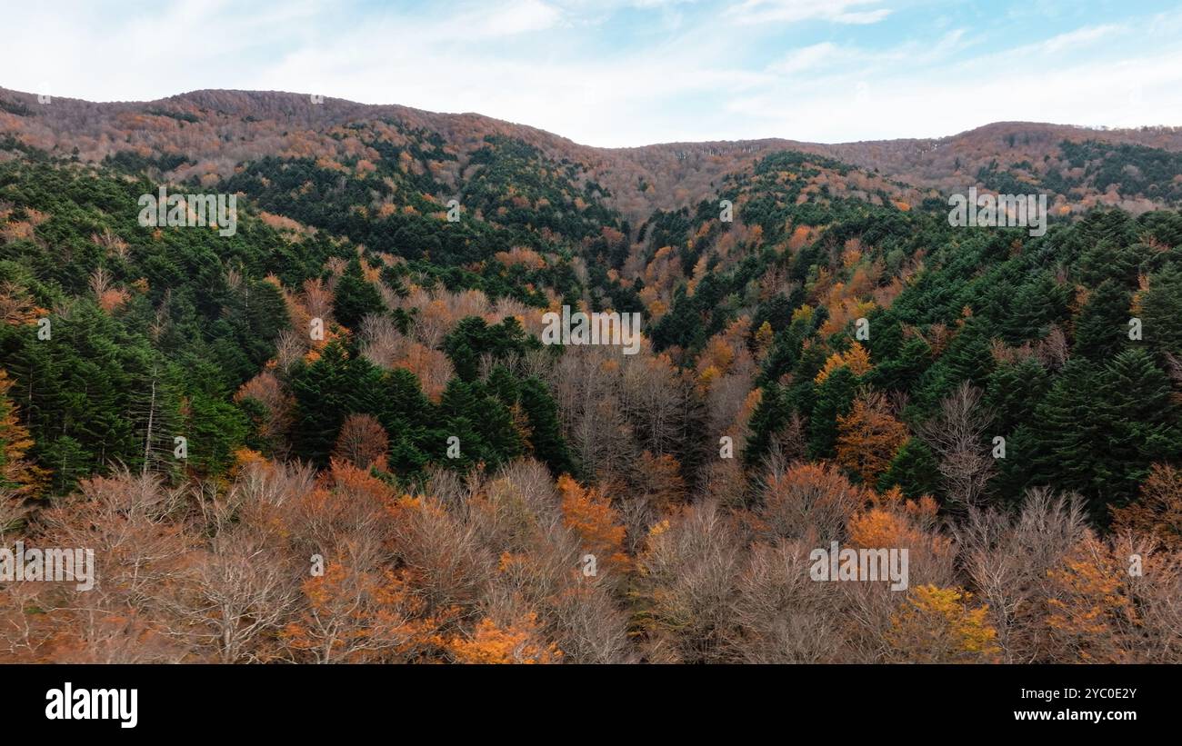 Green And Orange Colors Of The Forest In Autumn Stock Photo - Alamy