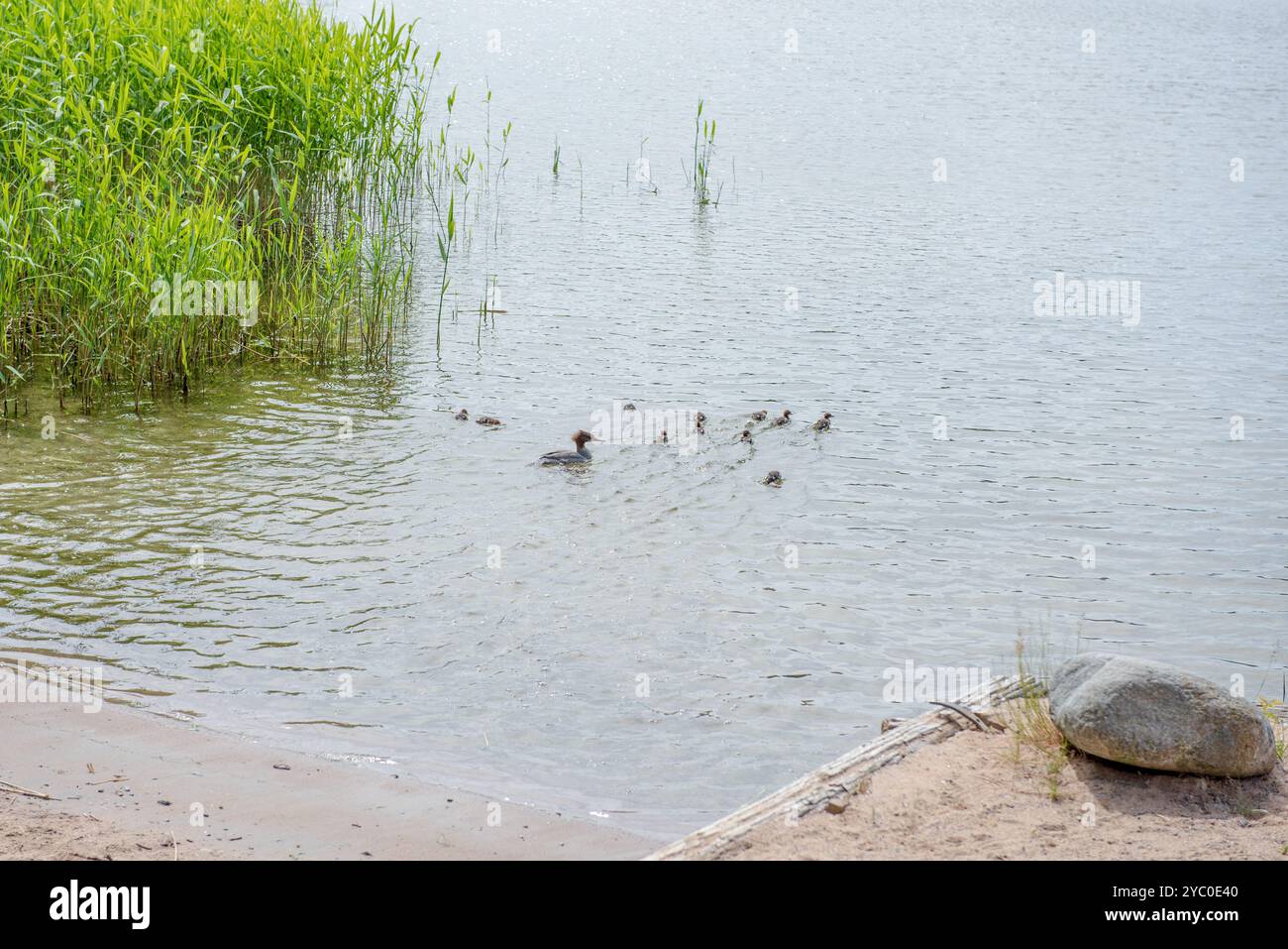 A flock of ducks swims in a water Stock Photo - Alamy