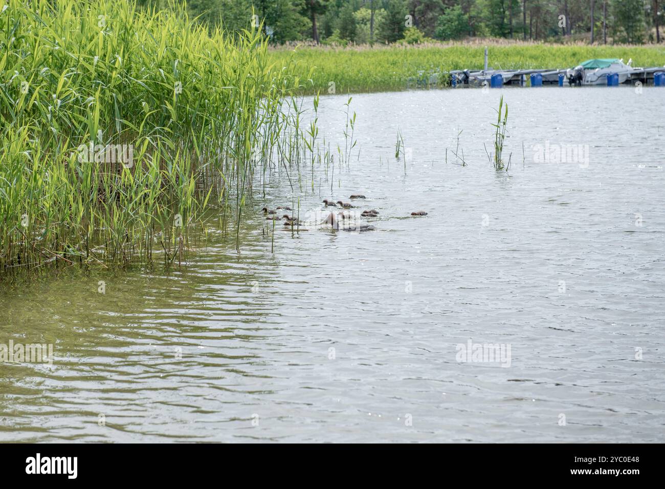 A flock of ducks swims in a water Stock Photo - Alamy
