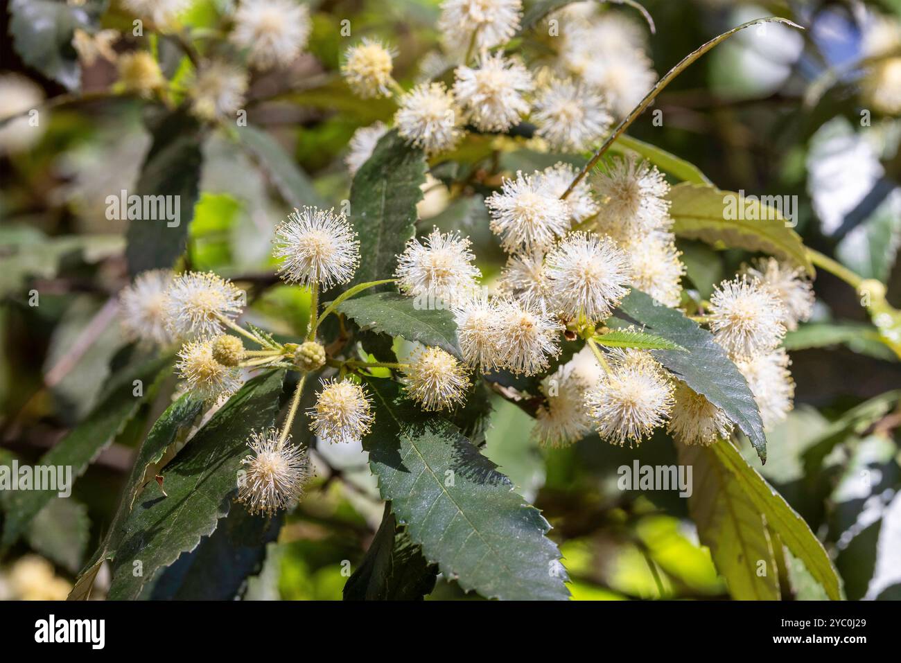 Wattle tree hi-res stock photography and images - Alamy