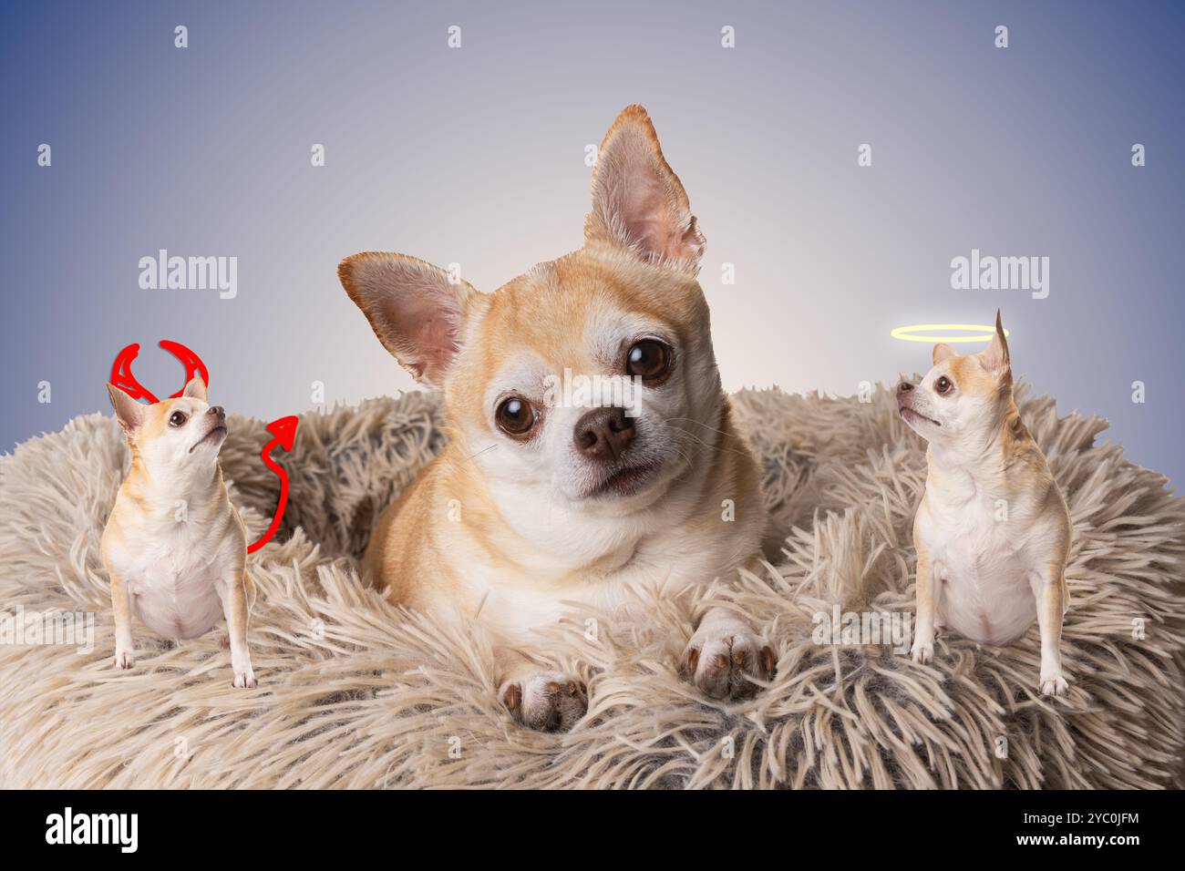 Good bad dogs hi-res stock photography and images - Alamy