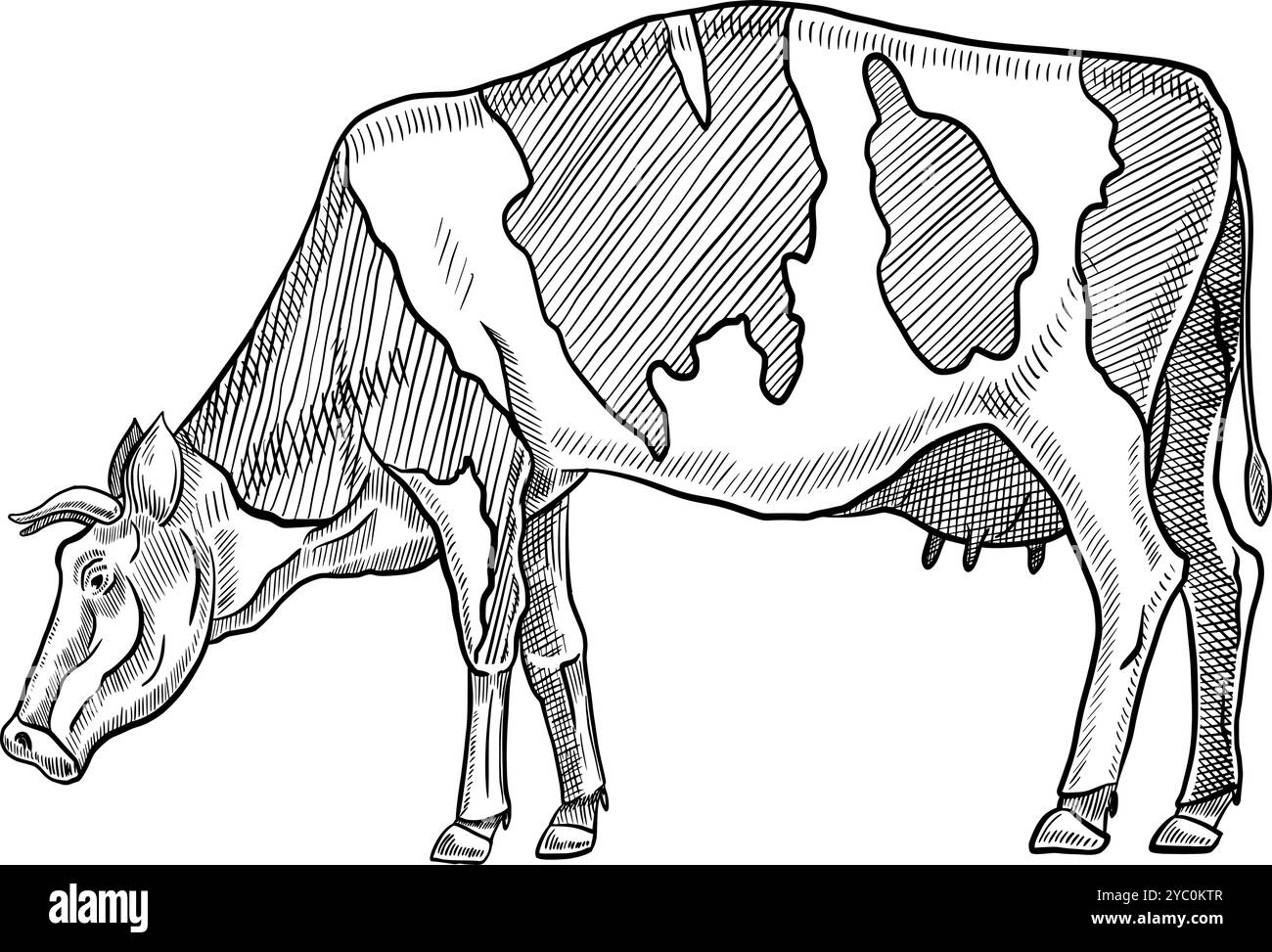 Vector illustration of Cow in linear style. Outline drawing of farm ...