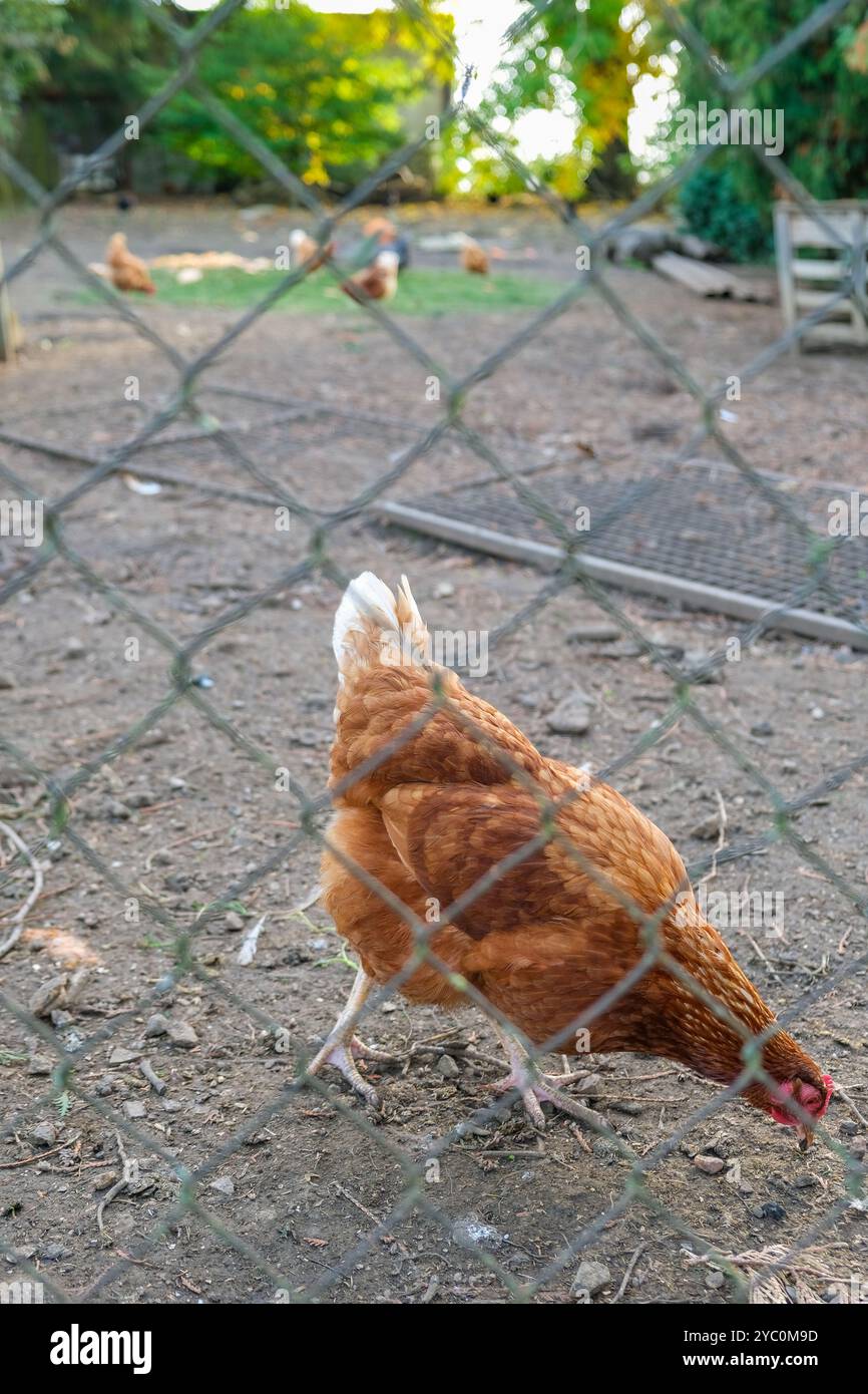 Chicken behind wire in backyard hi-res stock photography and images - Alamy