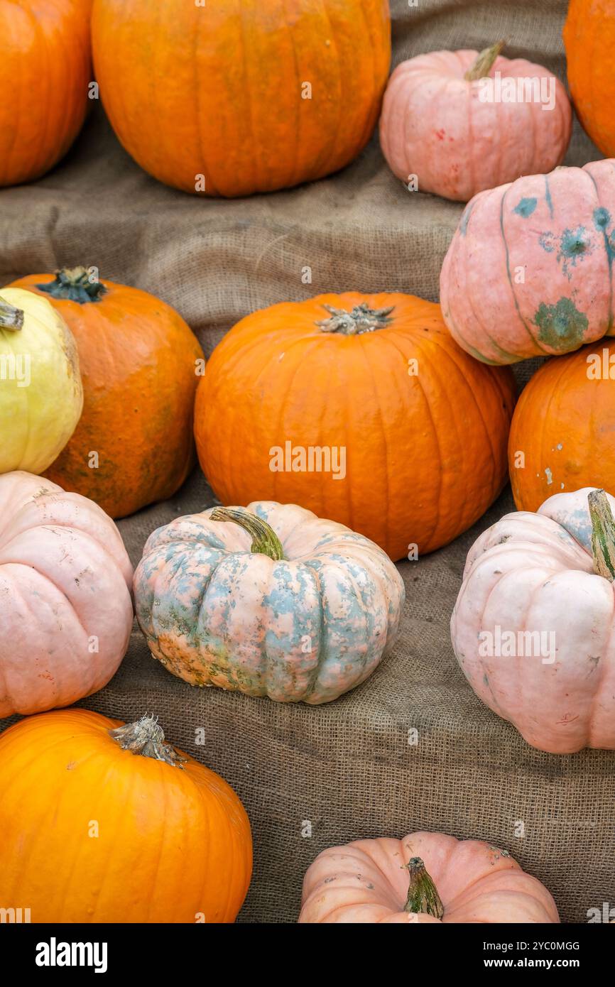 Tall arrangement of pumpkins of various colors on natural fabric ...