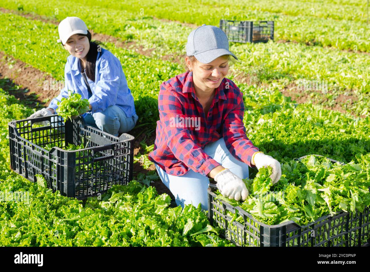 Girl harvesting lettuce in garden hi-res stock photography and images ...