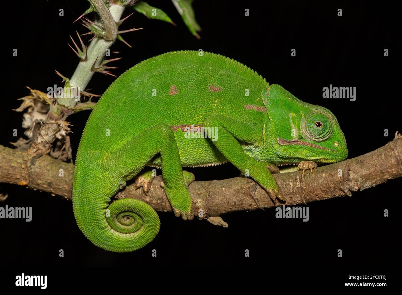 A cute flap-necked chameleon (Chamaeleo dilepis) on a branch Stock ...
