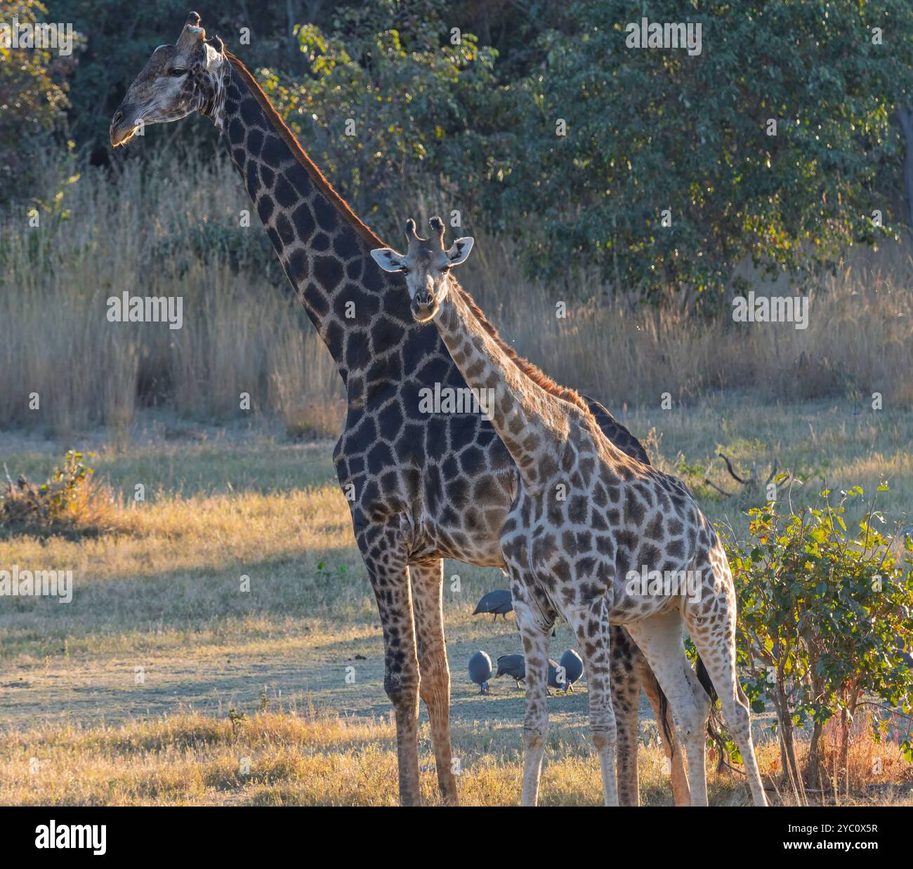 Matobo giraffe hi-res stock photography and images - Alamy
