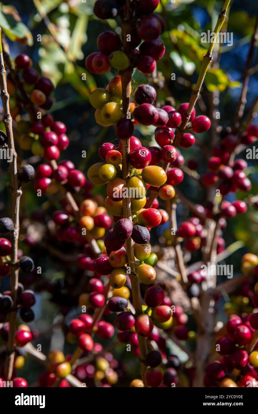 Coffee farm in Minas Gerais state, Brazil. Coffee plantation. Coffee ...