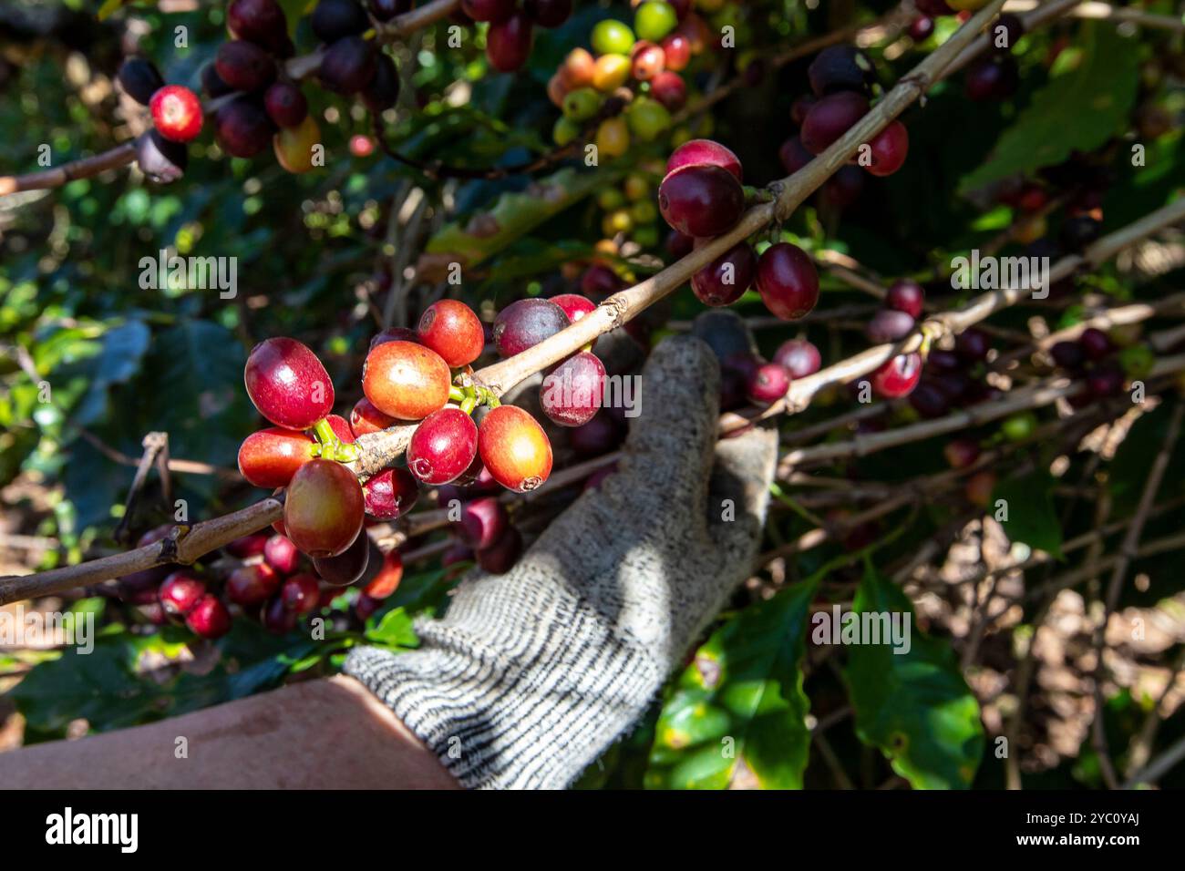 Coffee farm in Minas Gerais state, Brazil. Coffee plantation. Coffee ...