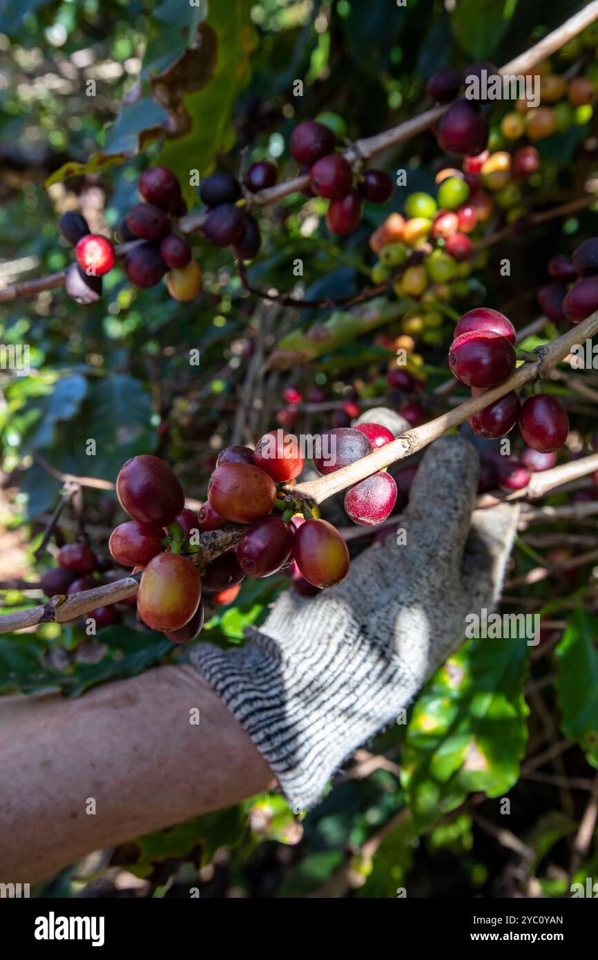 Coffee farm in Minas Gerais state, Brazil. Coffee plantation. Coffee ...