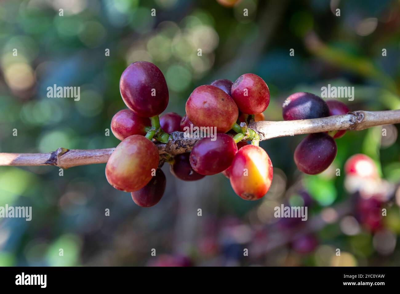 Coffee farm in Minas Gerais state, Brazil. Coffee plantation. Coffee ...