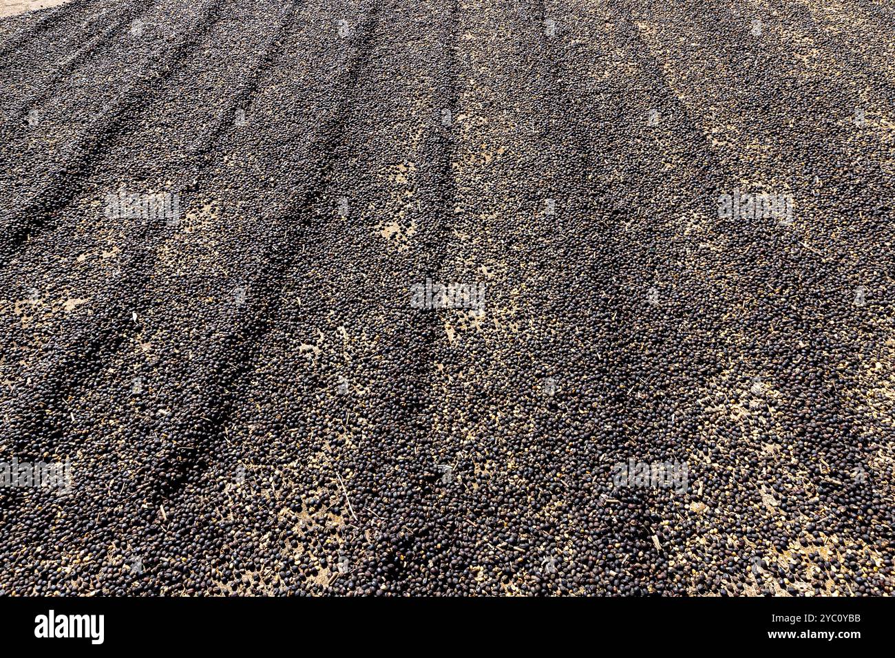 the process of drying coffee beans. natural process. drying coffee ...