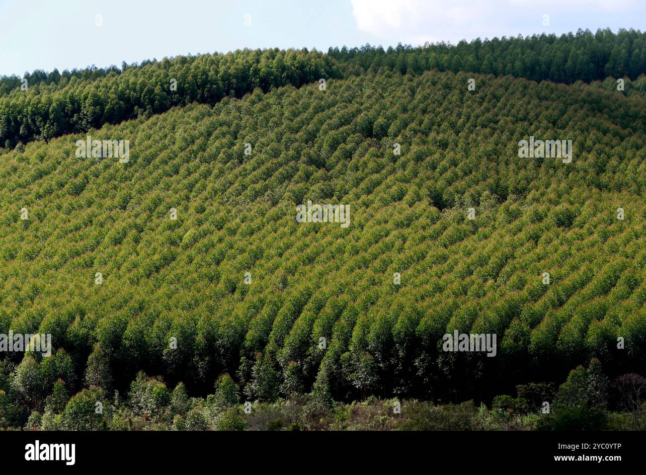 Plantation of Eucalyptus tree for paper industry on countryside of ...
