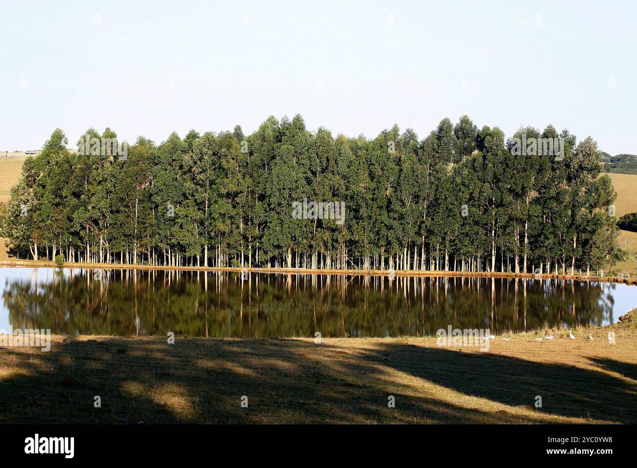 Plantation of Eucalyptus tree for paper industry on countryside of ...