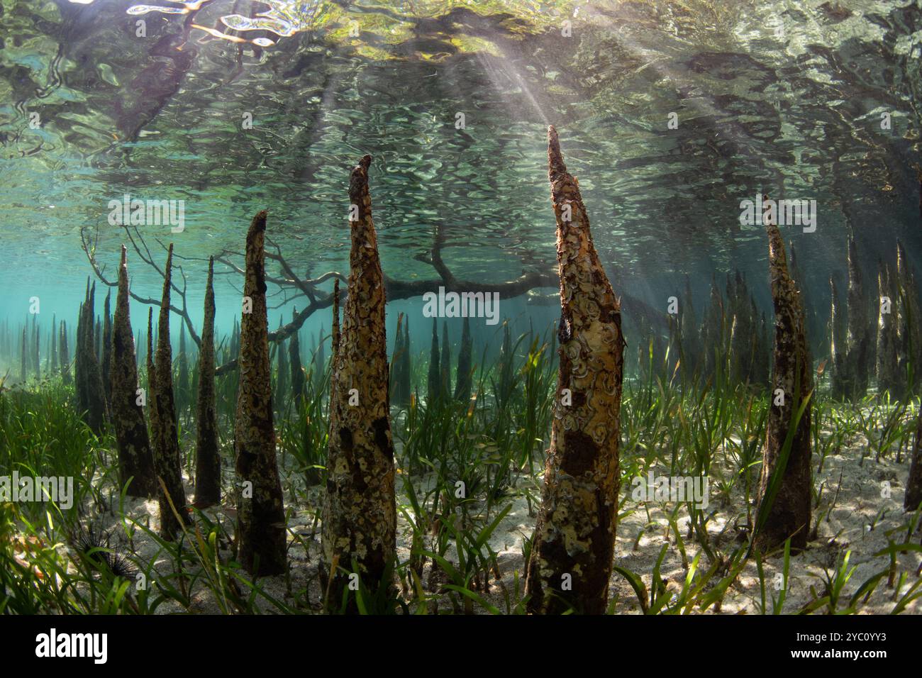 Spiky pneumatophores rise from the seafloor in a forest comprised of ...