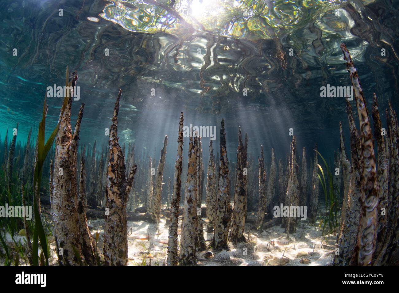 Spiky pneumatophores rise from the seafloor in a forest comprised of ...