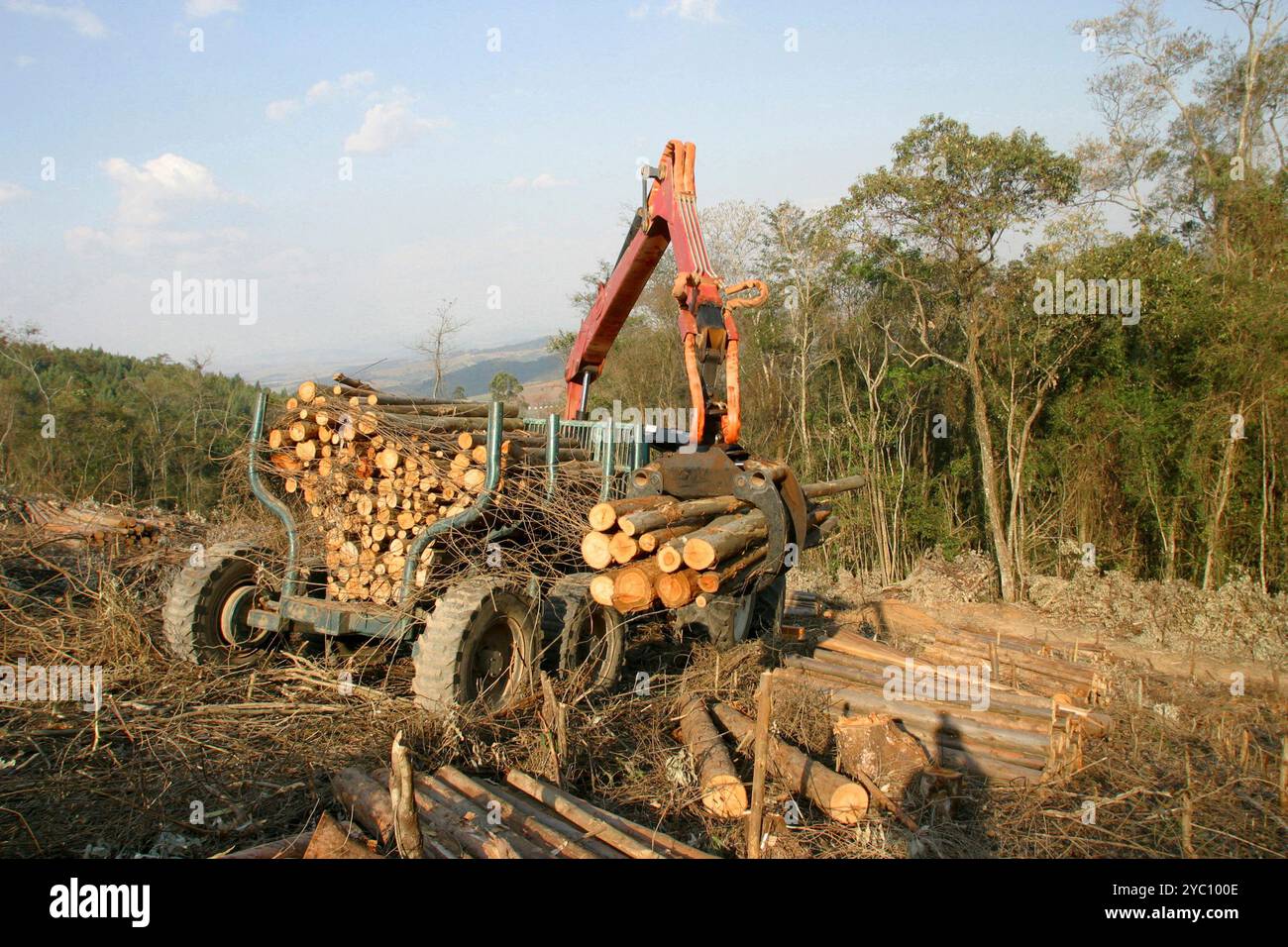 Mechanical arm loads eucalyptus log cart after harvest in the field ...