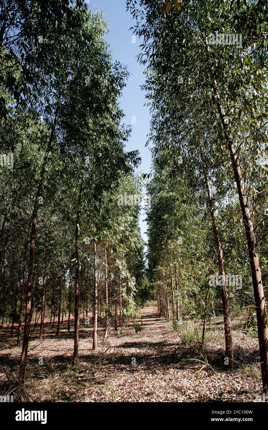 Plantation of Eucalyptus tree for paper industry on countryside of ...