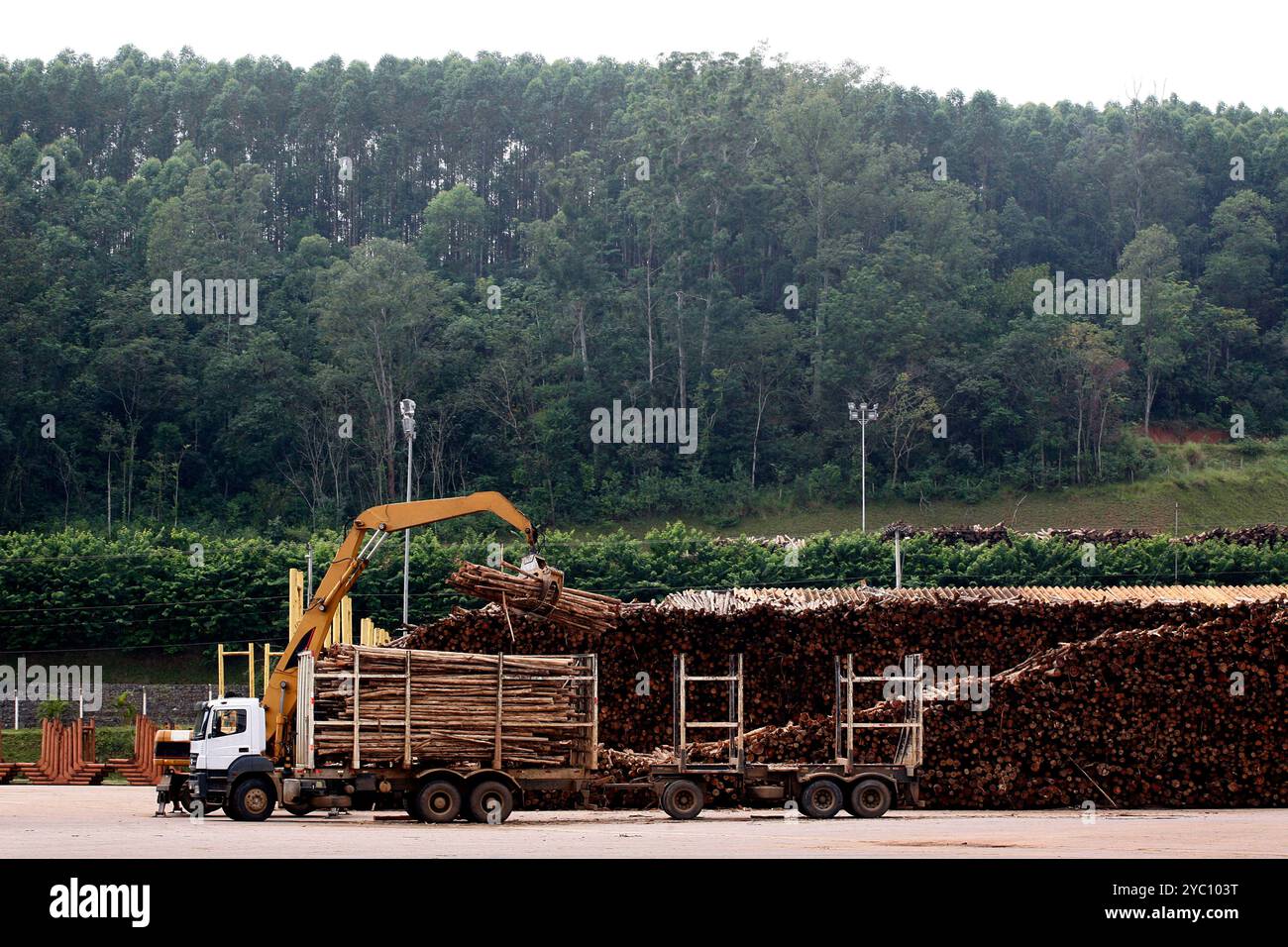 Mechanical arm loads eucalyptus log cart after harvest in the field ...