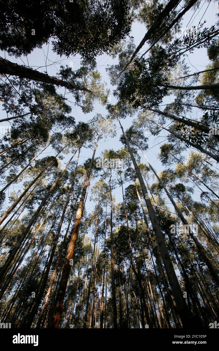 Eucalyptus forest at countryside of Brazil. Wide angle view from below ...