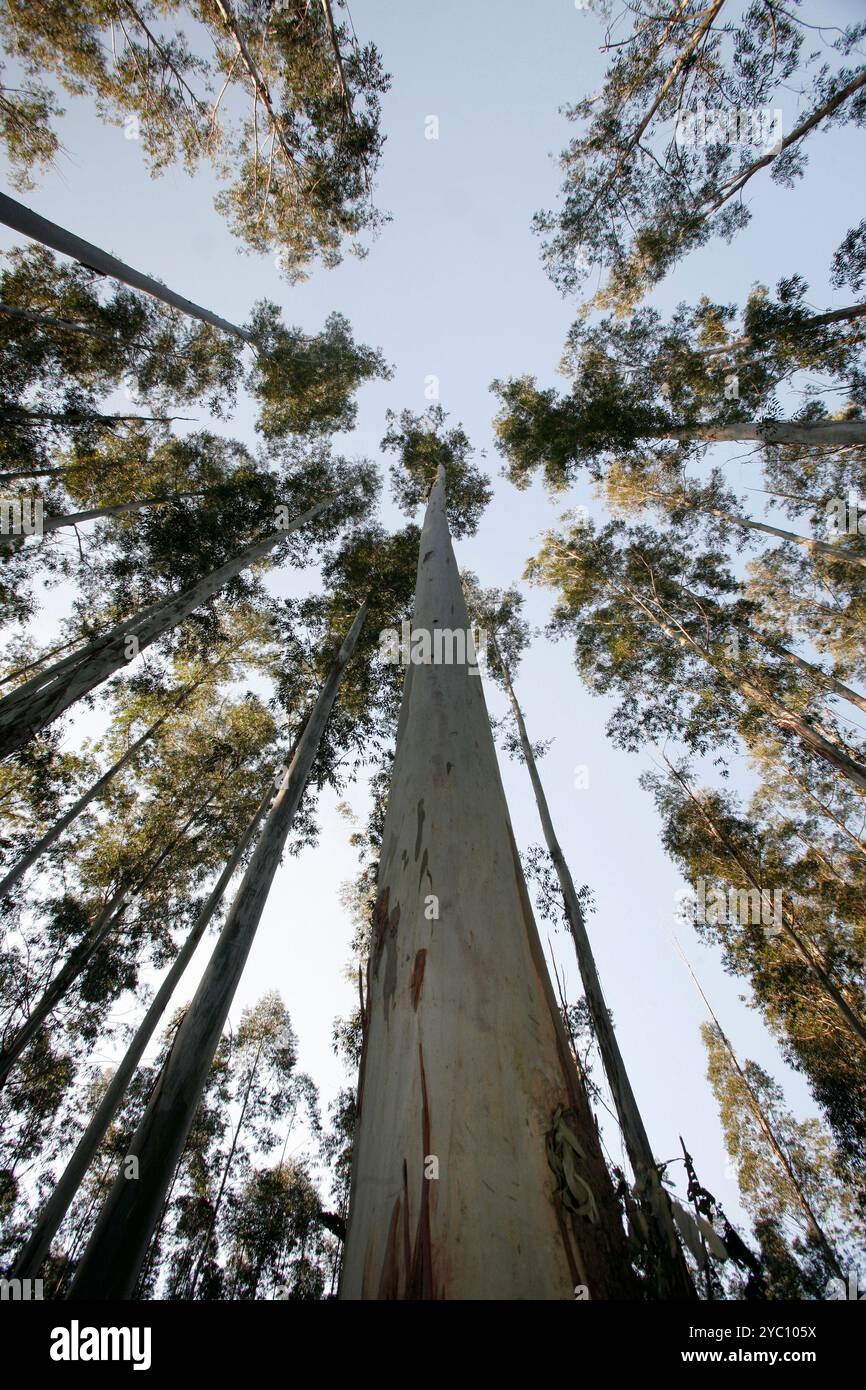Eucalyptus forest at countryside of Brazil. Wide angle view from below ...