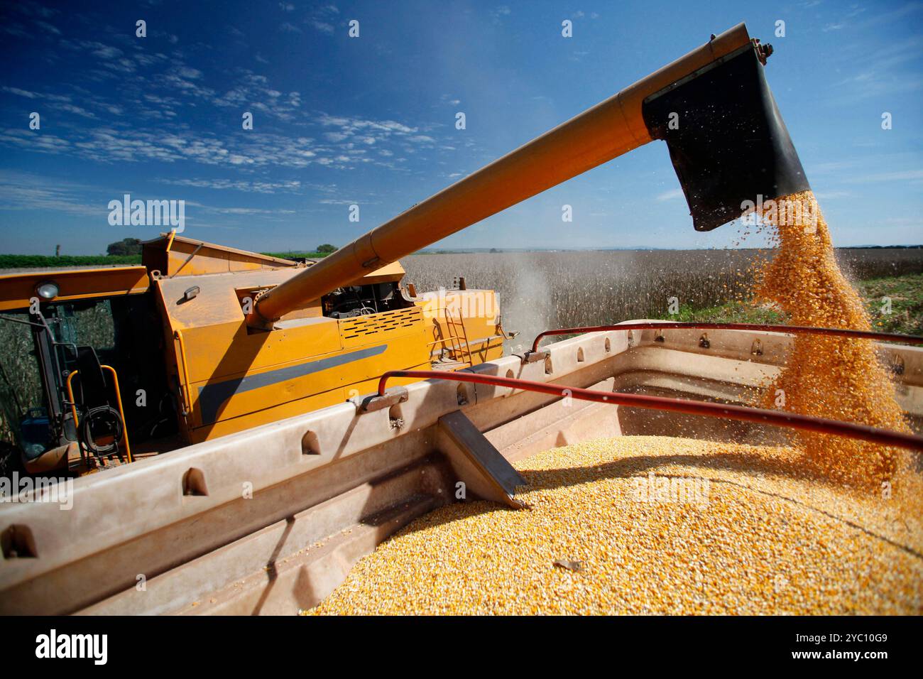 Pouring corn grain into tractor trailer after harvest on countryside of ...