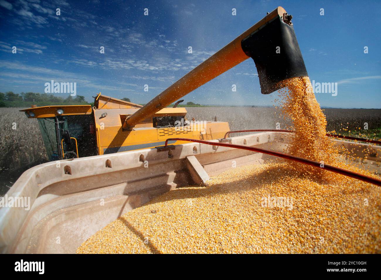 Pouring corn grain into tractor trailer after harvest on countryside of ...