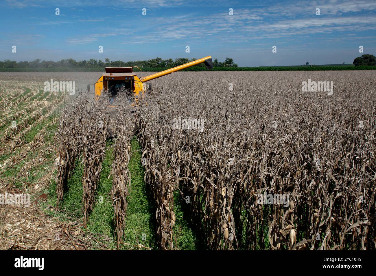 Machine makes the harvest of corn in the countryside in Brazil Stock ...