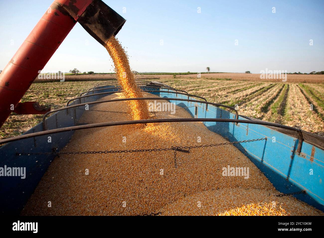Pouring corn grain into tractor trailer after harvest on countryside of ...