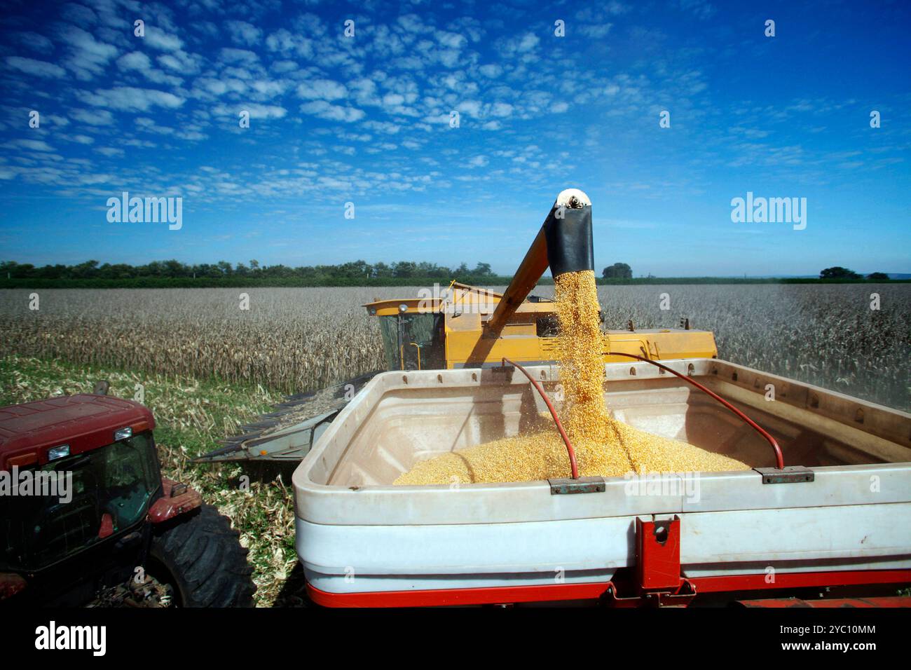 Pouring corn grain into tractor trailer after harvest on countryside of ...