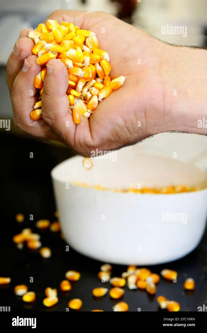 colse up of hand holding a grain of corn Stock Photo - Alamy
