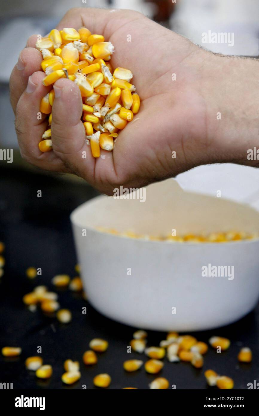 colse up of hand holding a grain of corn Stock Photo - Alamy