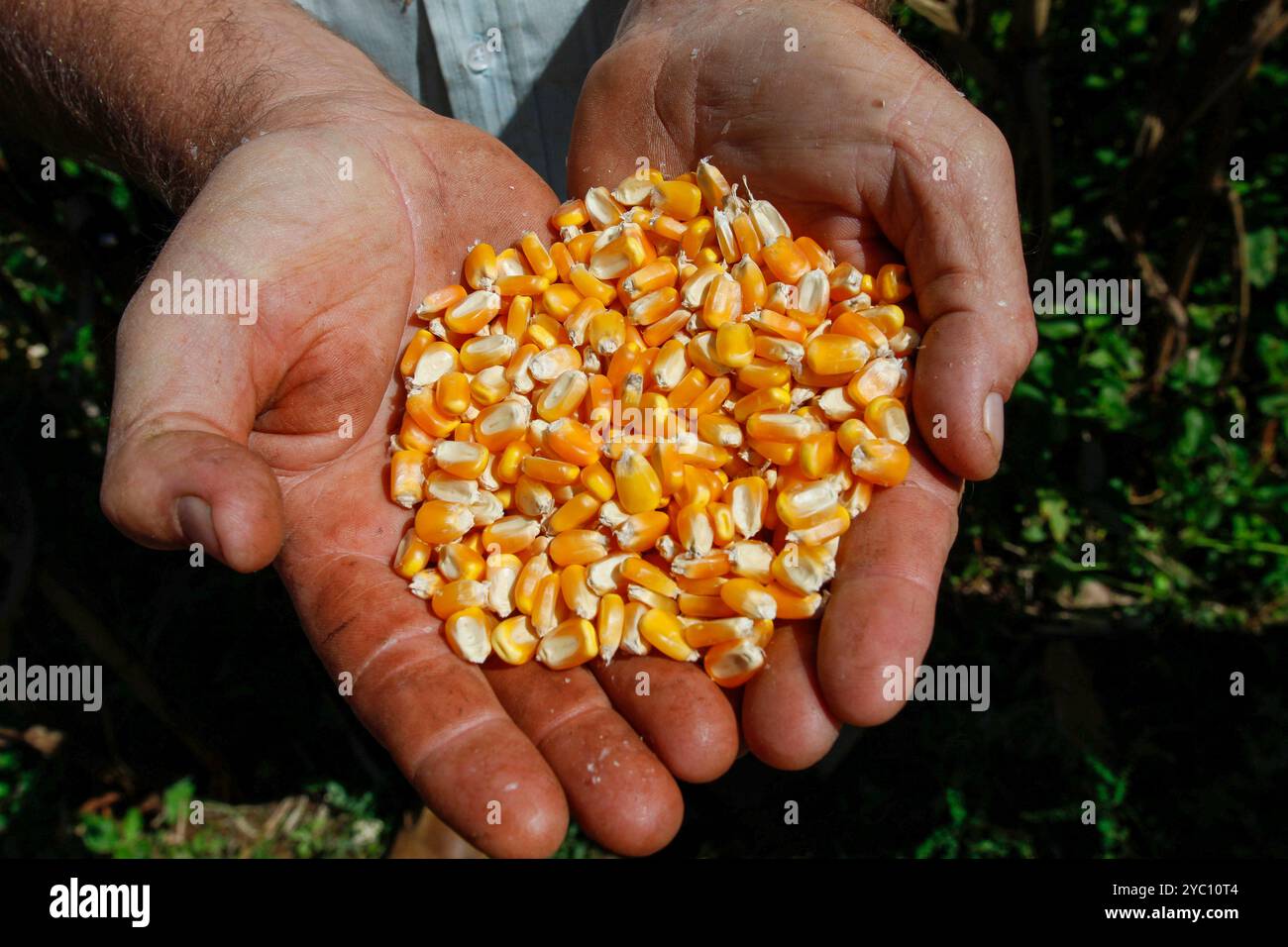 Grains maize in hands hi-res stock photography and images - Alamy