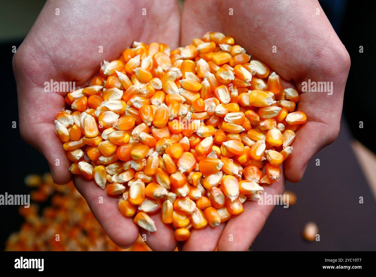 Hands grain corn hi-res stock photography and images - Alamy
