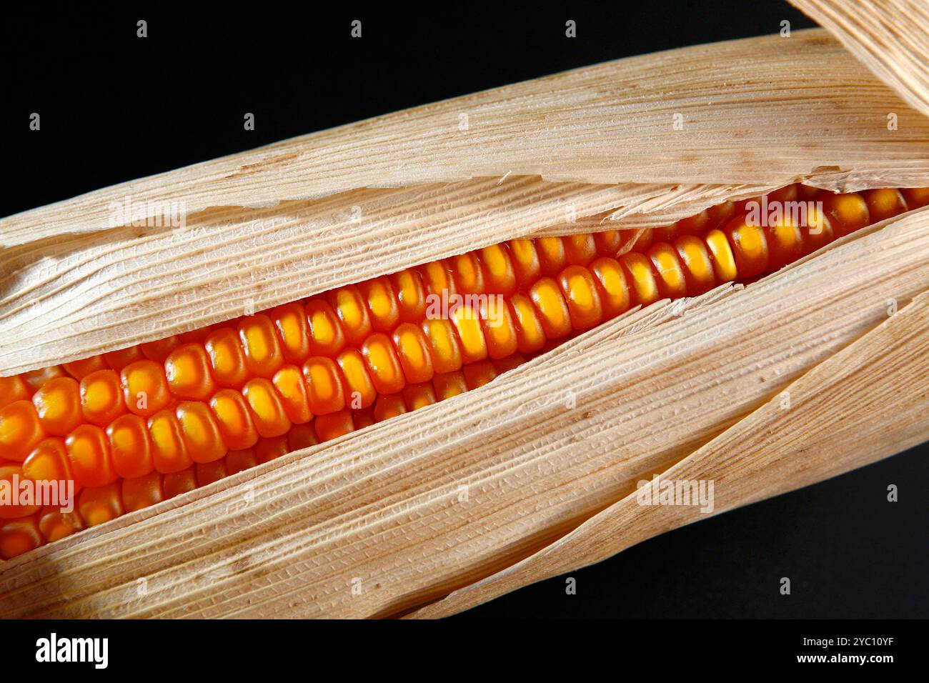 closeup of ear of dry corn with black background in photo studio Stock ...