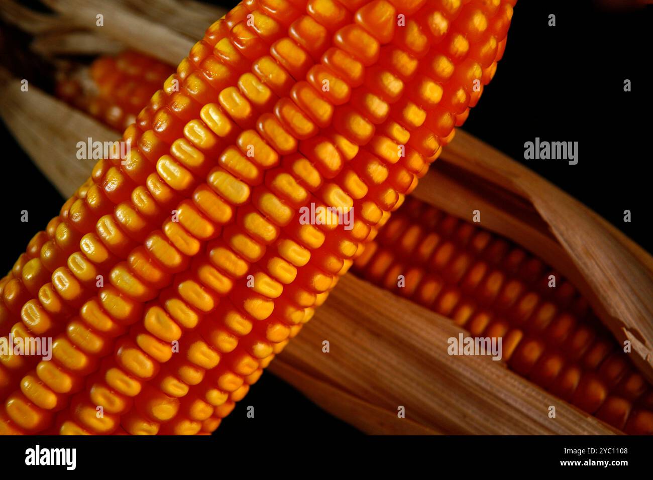 closeup of ear of dry corn with black background in photo studio Stock ...