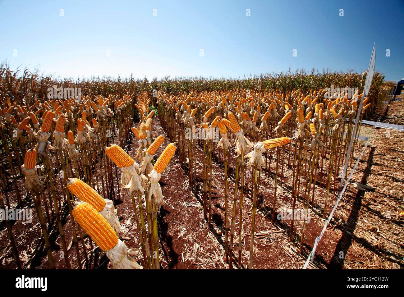 ripe yellow cob of corn on a cornfield Stock Photo - Alamy
