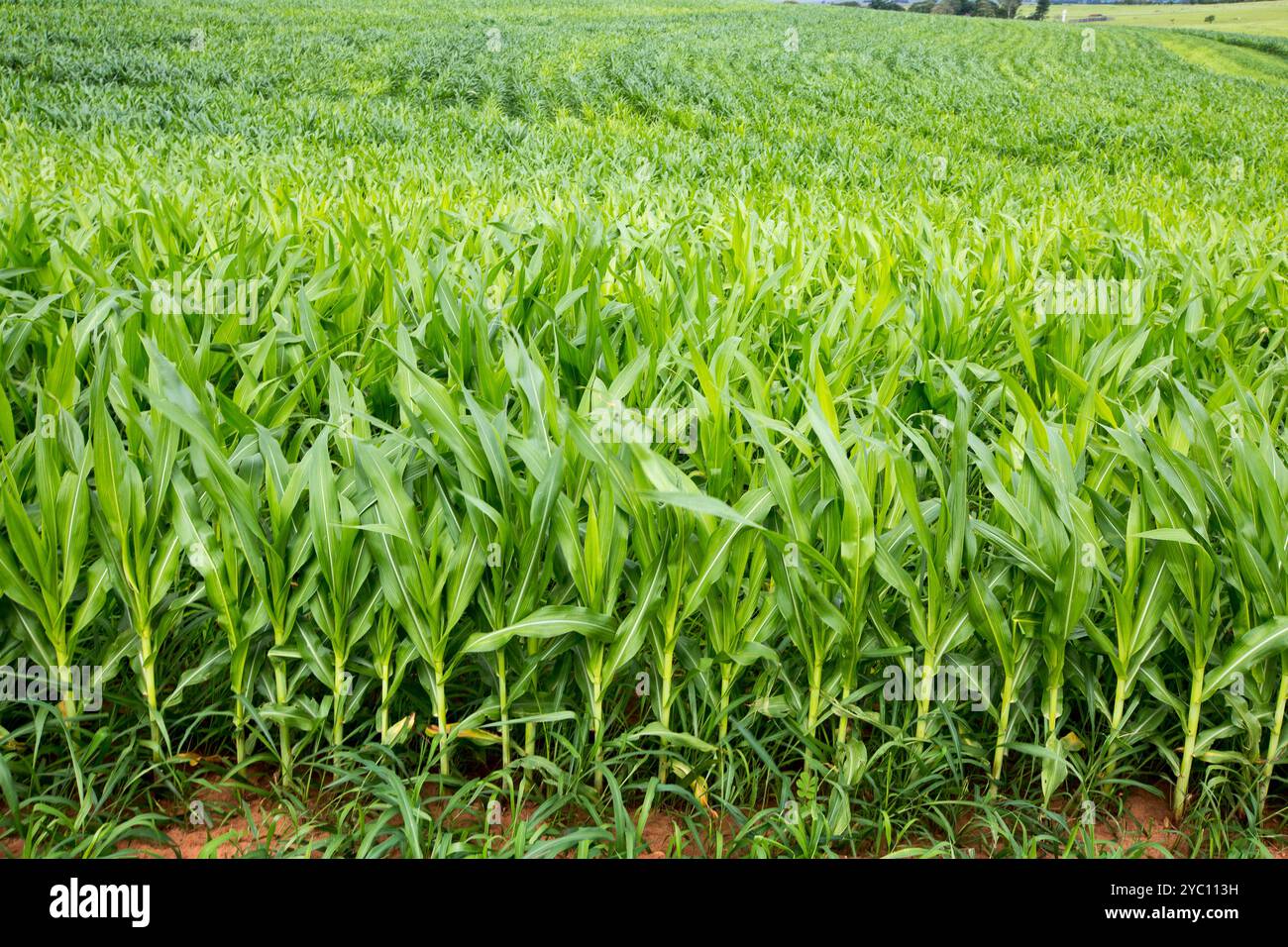 Agriculture maize farming brazil hi-res stock photography and images ...
