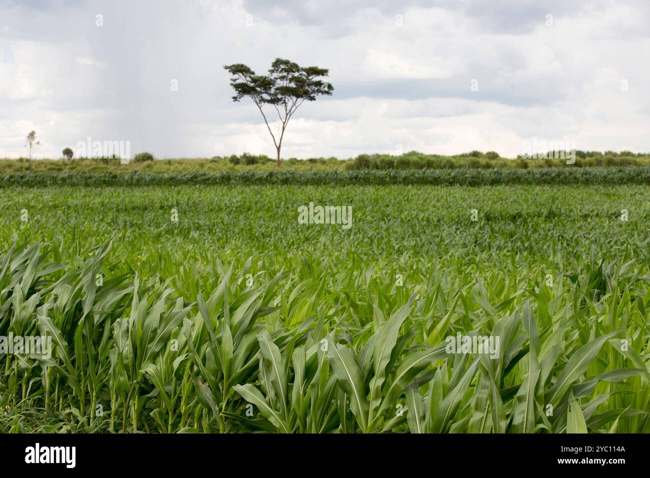 Field young corn plantation hi-res stock photography and images - Alamy