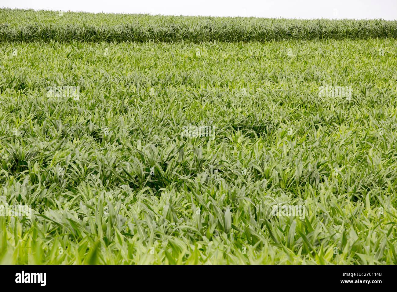 Agriculture maize farming brazil hi-res stock photography and images ...