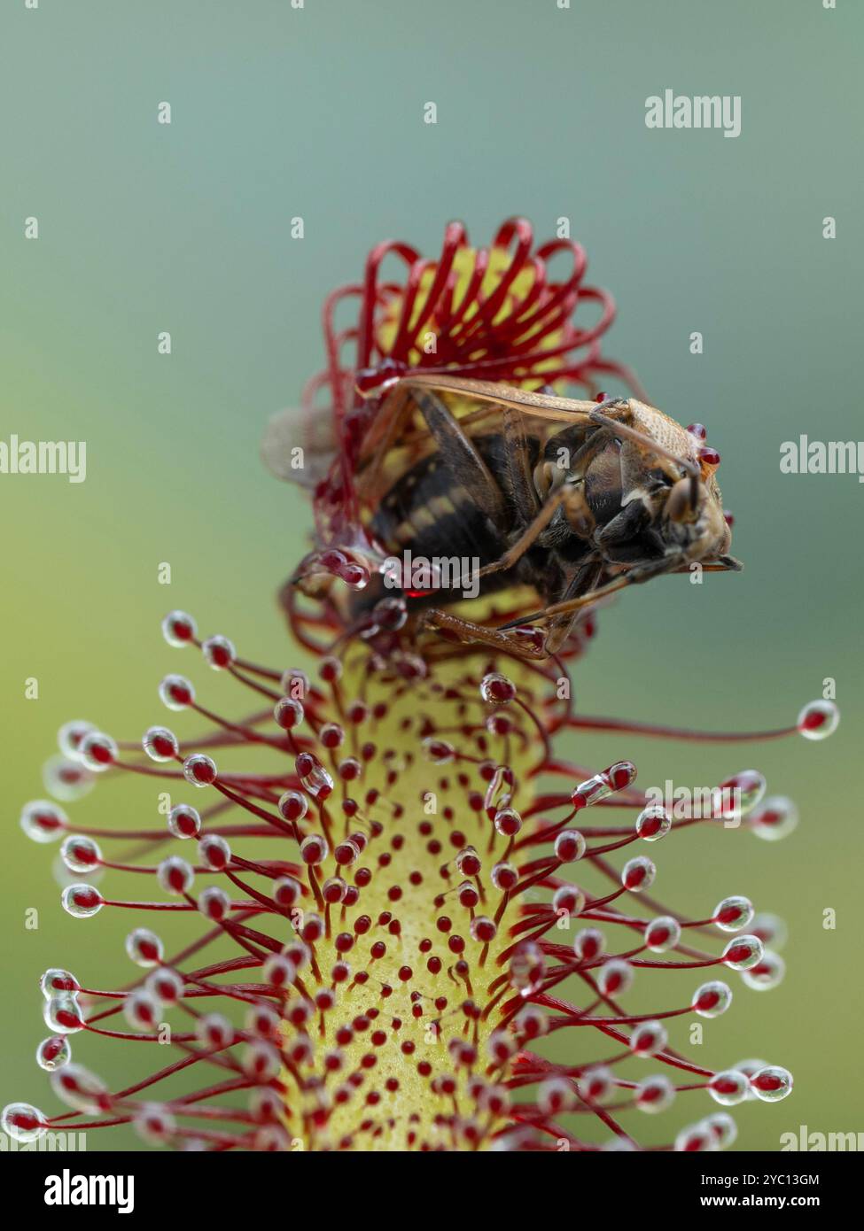 vertical image of a true bug (Hemiptera species) that has been trapped ...