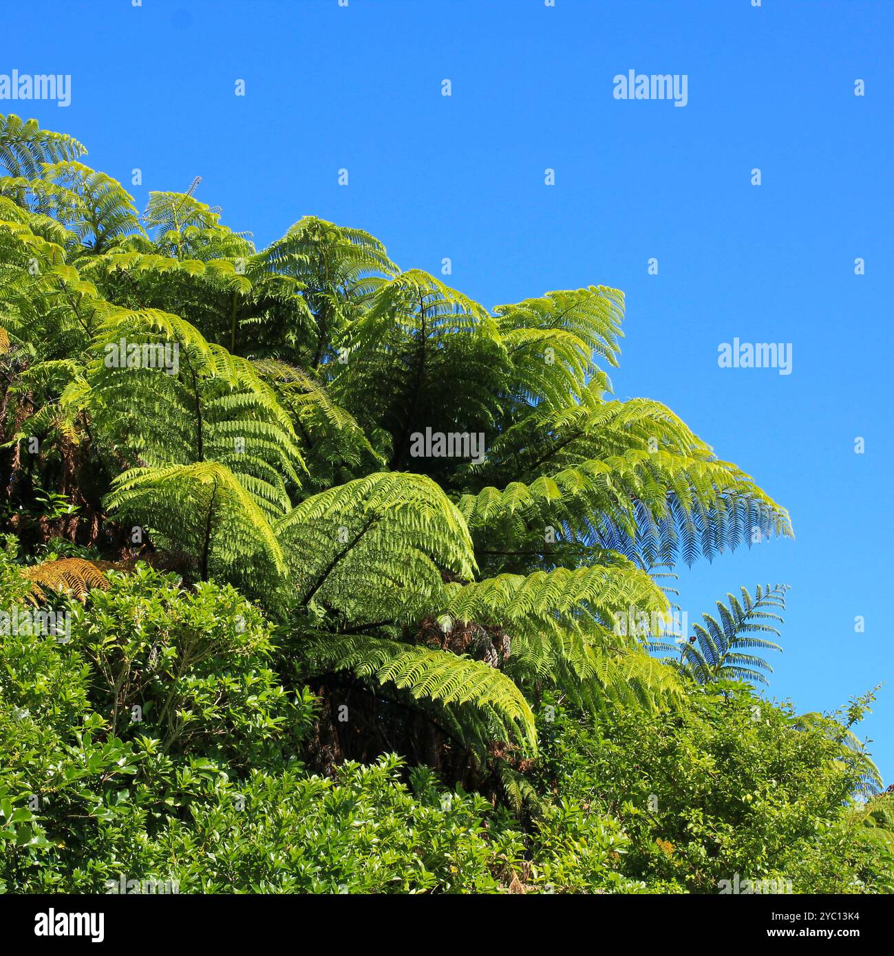 Green tree fern in new zealand hi-res stock photography and images - Alamy
