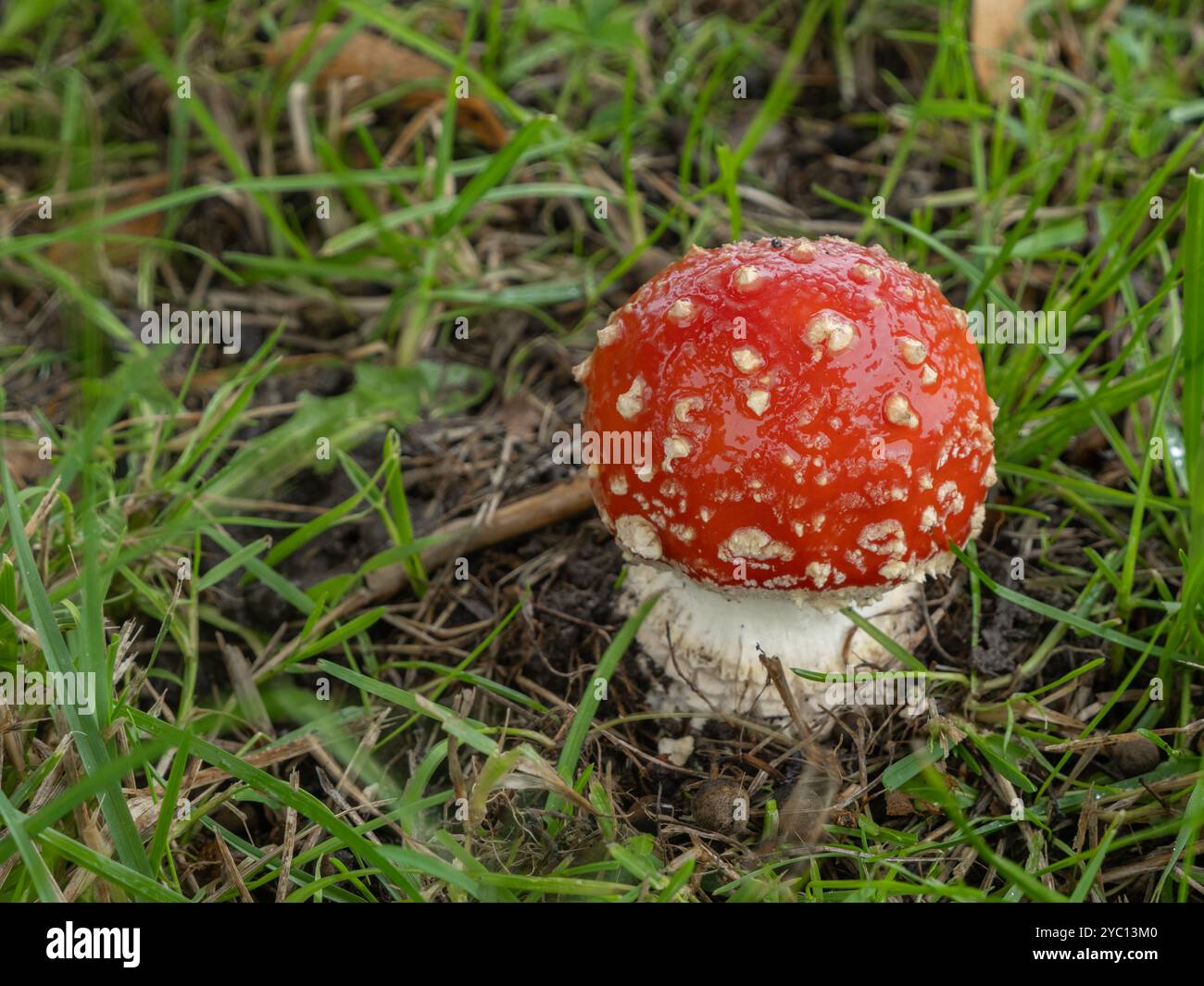 a newly emerged fly agaric mushroom, (Amanita muscaria) with the ...