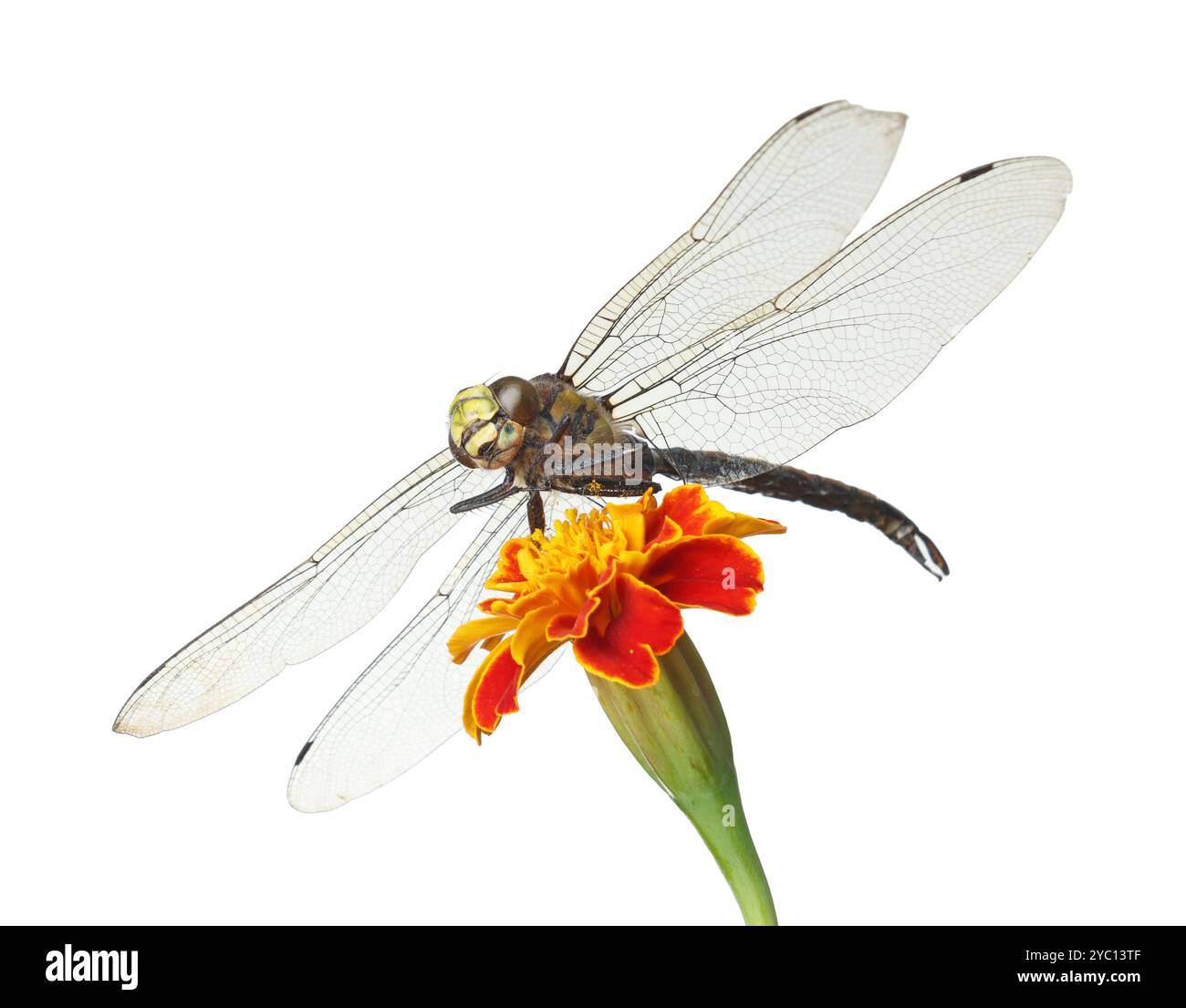 Dragonfly on the flower Cut Out Stock Images & Pictures - Alamy