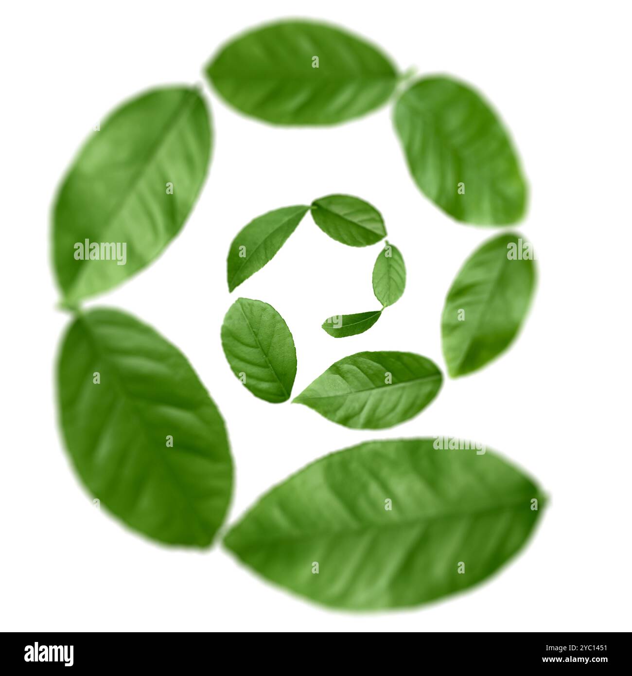 Swirling pattern of leaves hi-res stock photography and images - Alamy