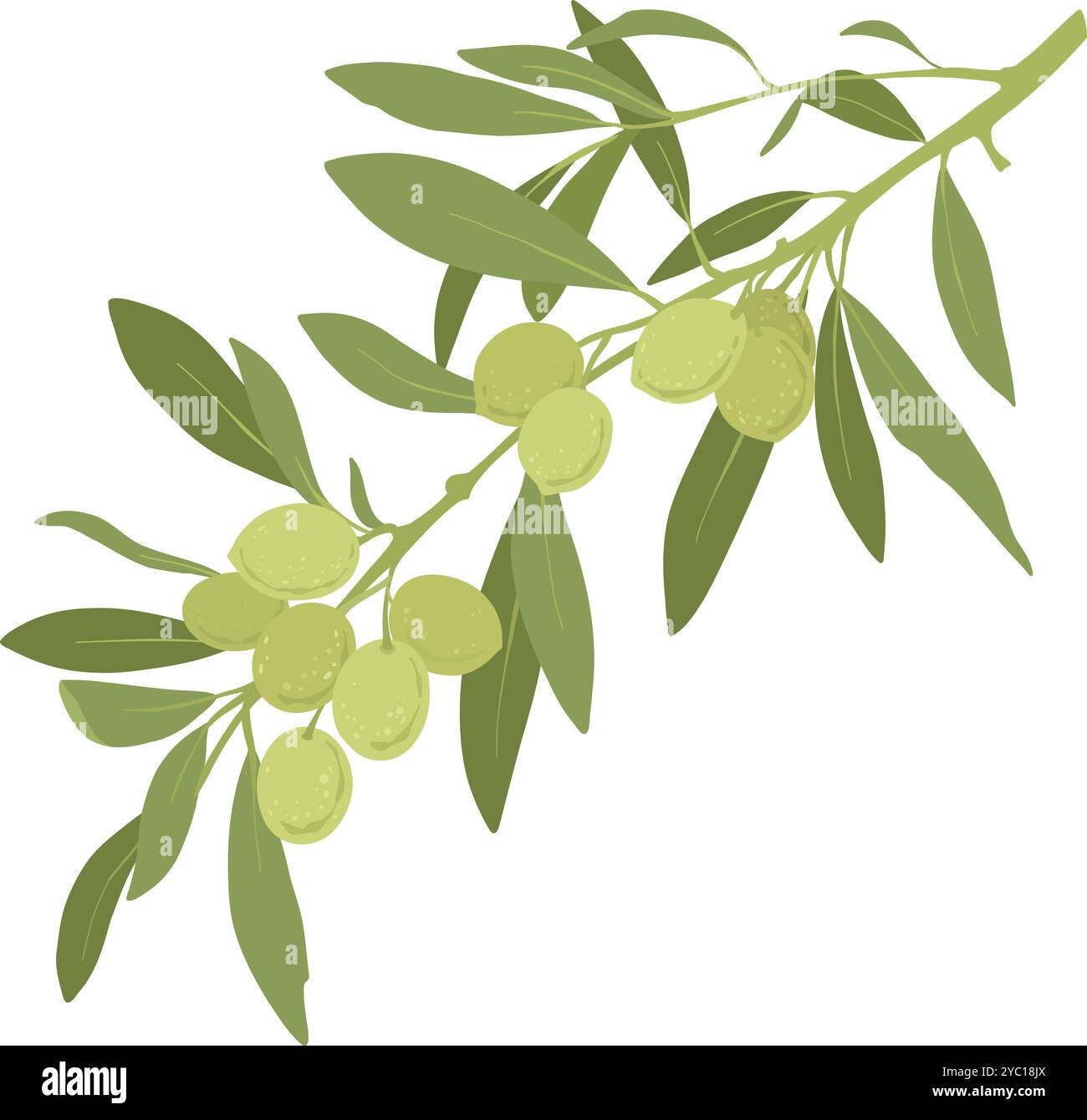 O is for olive Cut Out Stock Images & Pictures - Alamy
