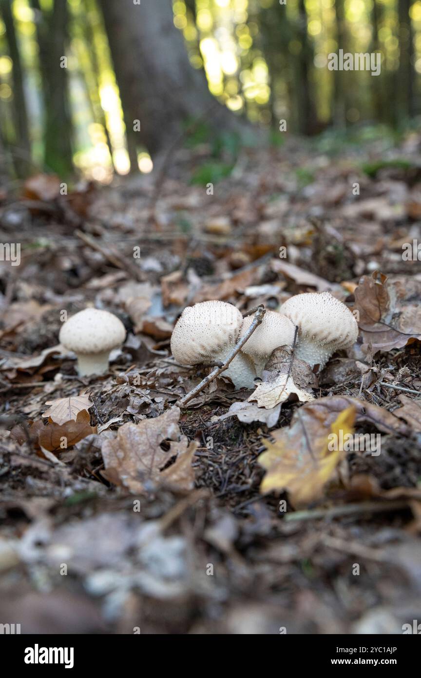 Lycoperdon perlatum, the common puffball, warted puffball, gem-studded ...