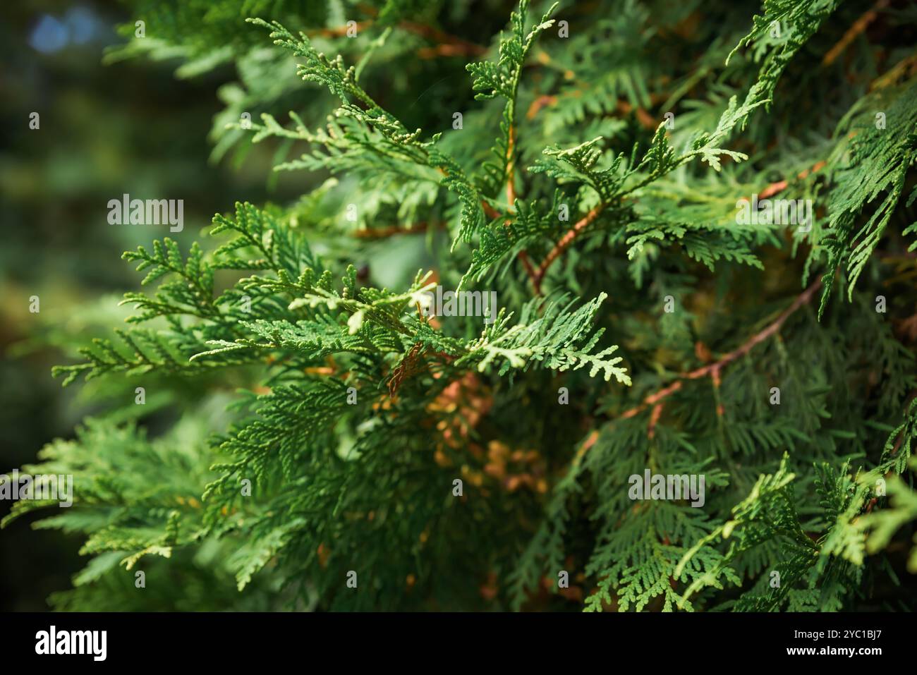 Thuja occidentalis also known as northern white-cedar, eastern white ...
