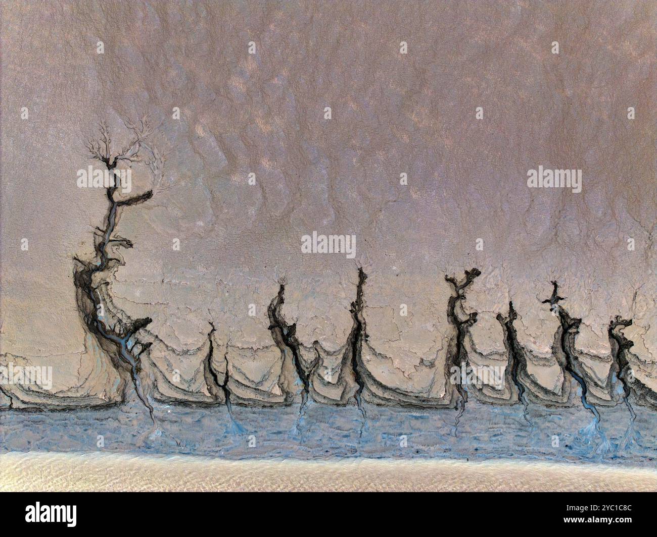 YANCHENG, CHINA - OCTOBER 20, 2024 - Aerial photo shows the "tidal tree ...